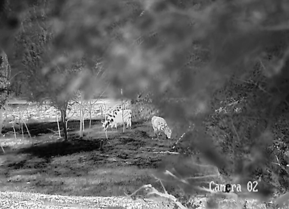 cattle02 Computer Vision Dataset by cattle and sheep