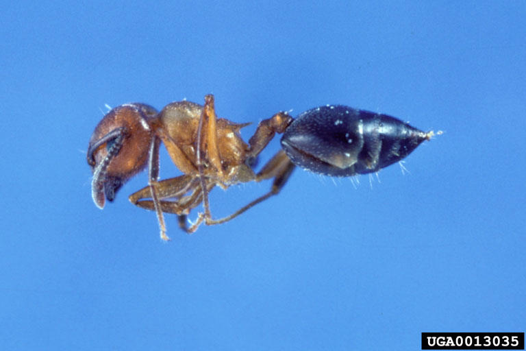 cattle and sheep - Roboflow Universe