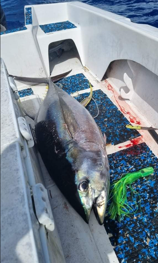 fish sorting Object Detection Dataset by Quyen