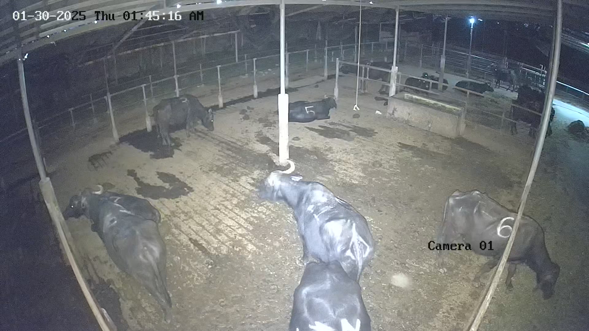 DUPLICATE - J27 Object Detection Dataset and Pre-Trained Model by estrus