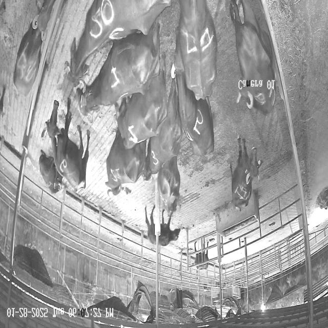 Id Proper Object Detection Dataset And Pre Trained Model By Estrus