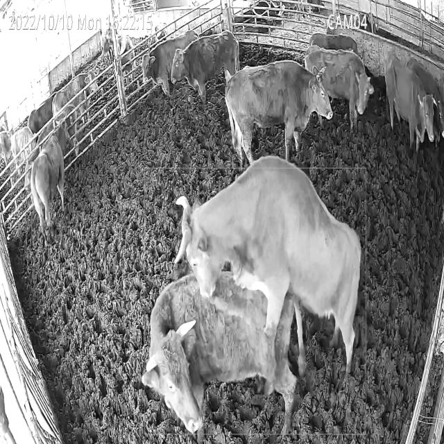 Mounting Proper Object Detection Dataset By Estrus