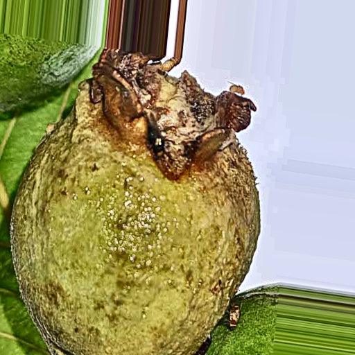 Guava Disease Object Detection Dataset and Pre-Trained Model by Guava