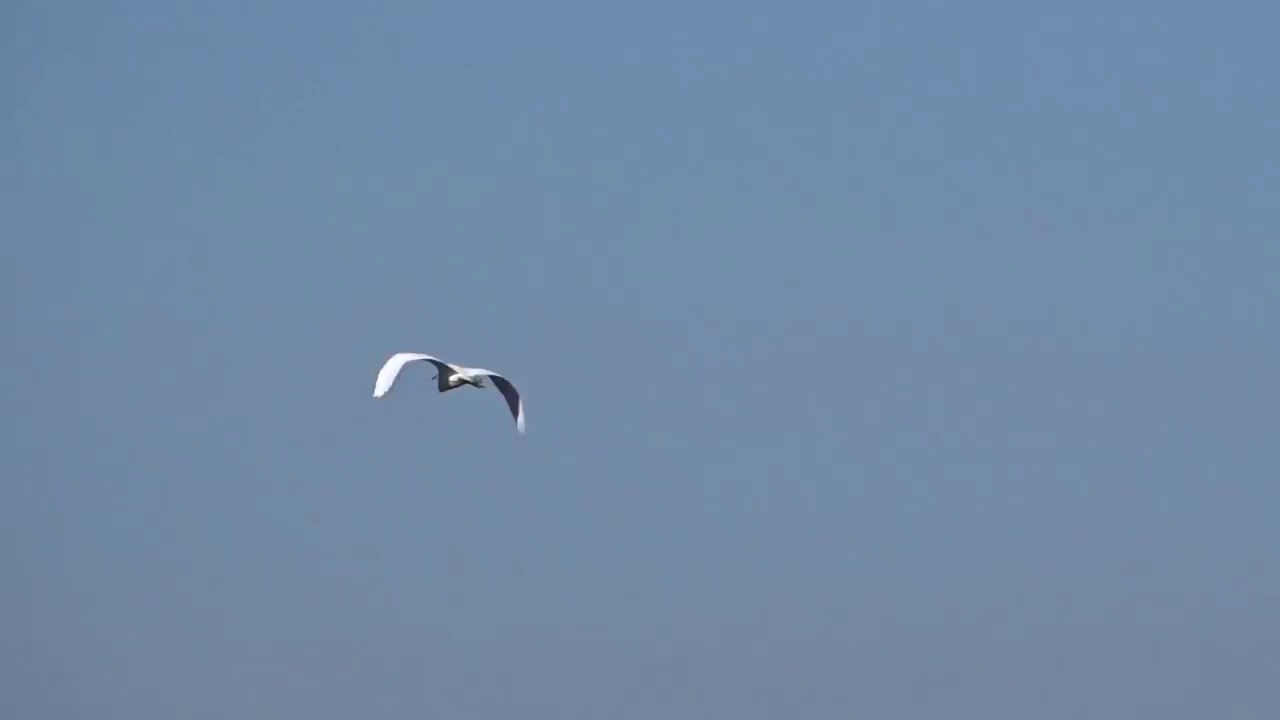 Flying Birds Object Detection Dataset By Valentin Dbs