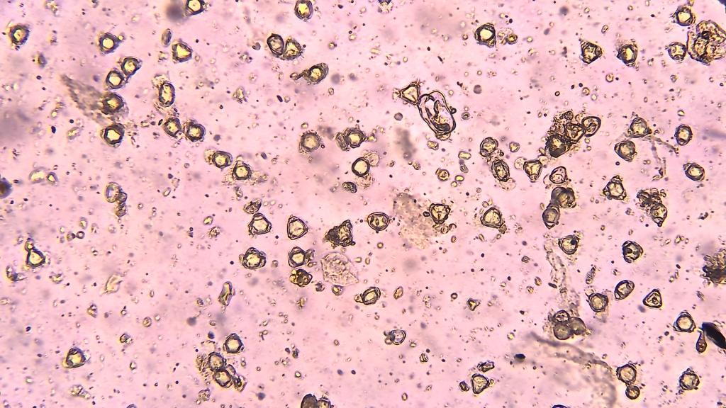 Honeyclassifierr Object Detection Dataset by Comsats