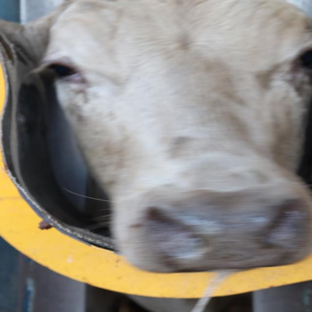 Cow Active Learning Object Detection Dataset By New Workspace Pcsyy