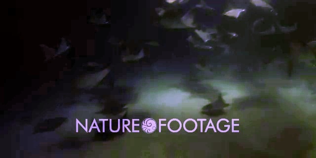 Under Water Object Detection Object Detection Dataset And Pre Trained Model By Object Detection