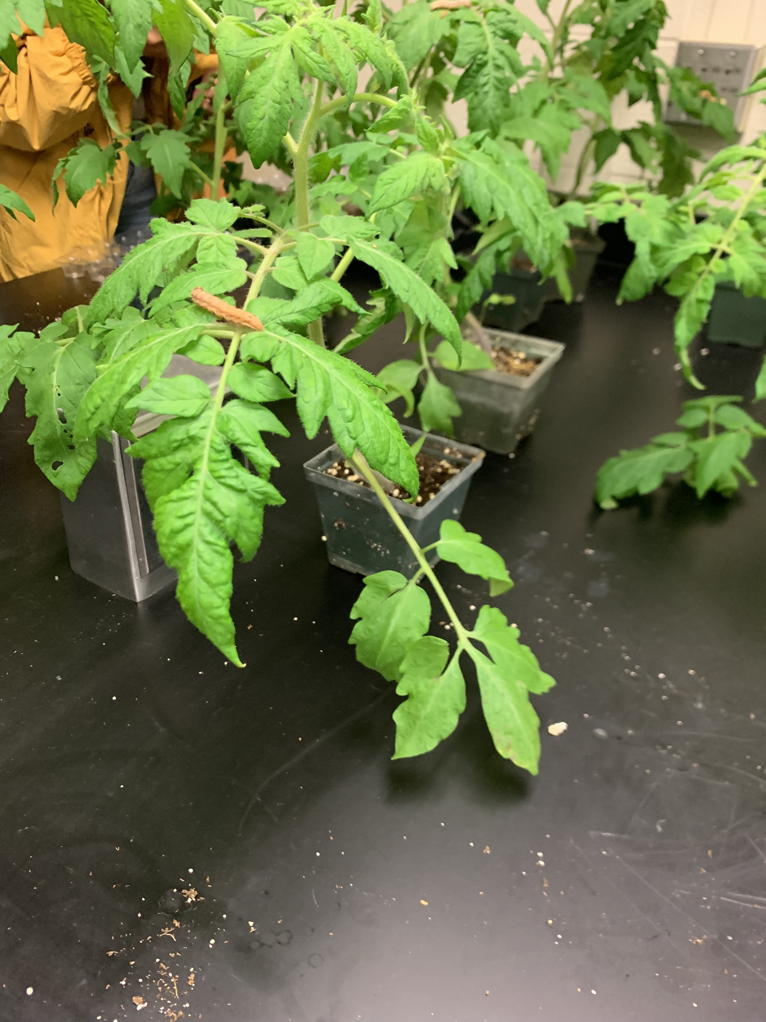 identifying insects Object Detection Model by ENT 597