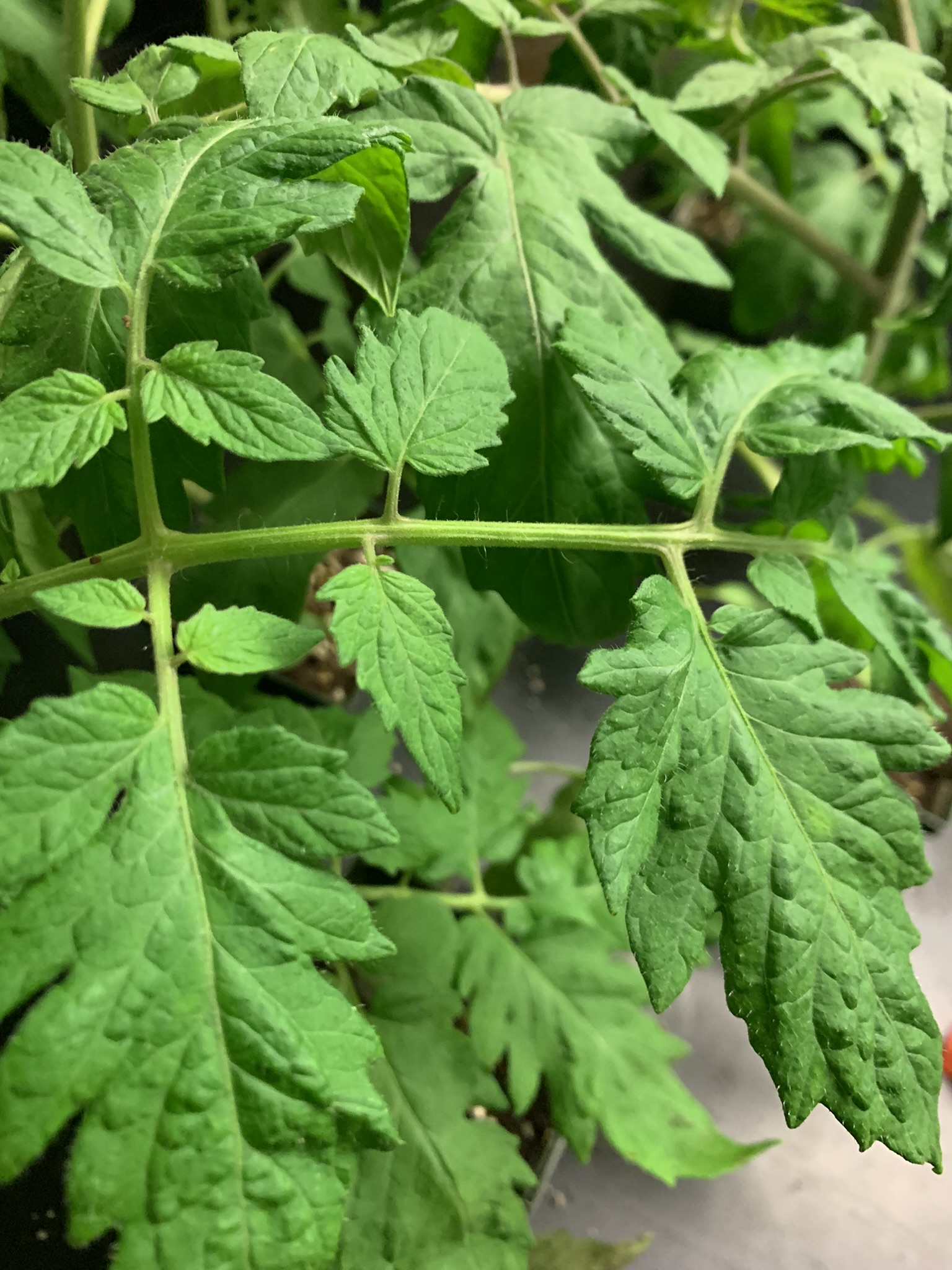 How To Use The Identifying Insects Object Detection Api