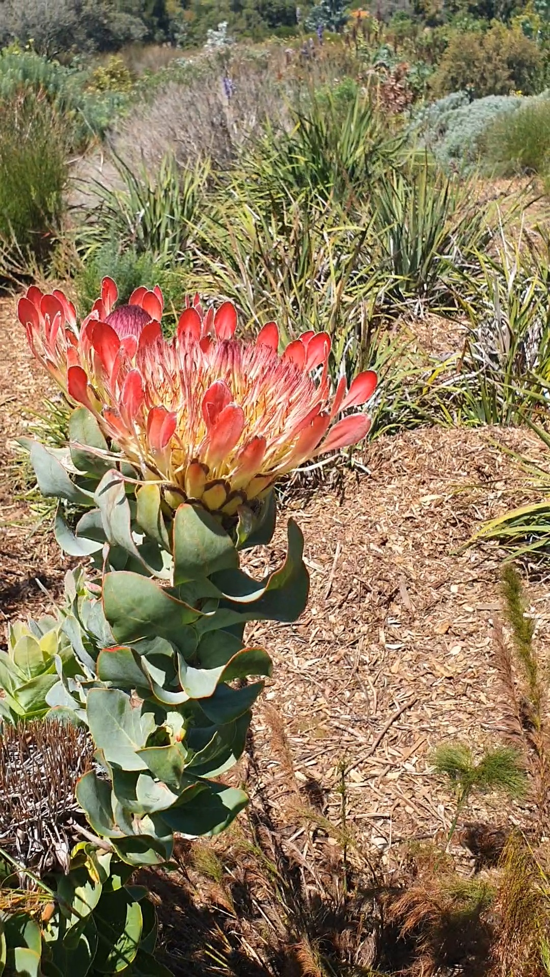 video of Duchess protea Object Detection Dataset by Fynbos