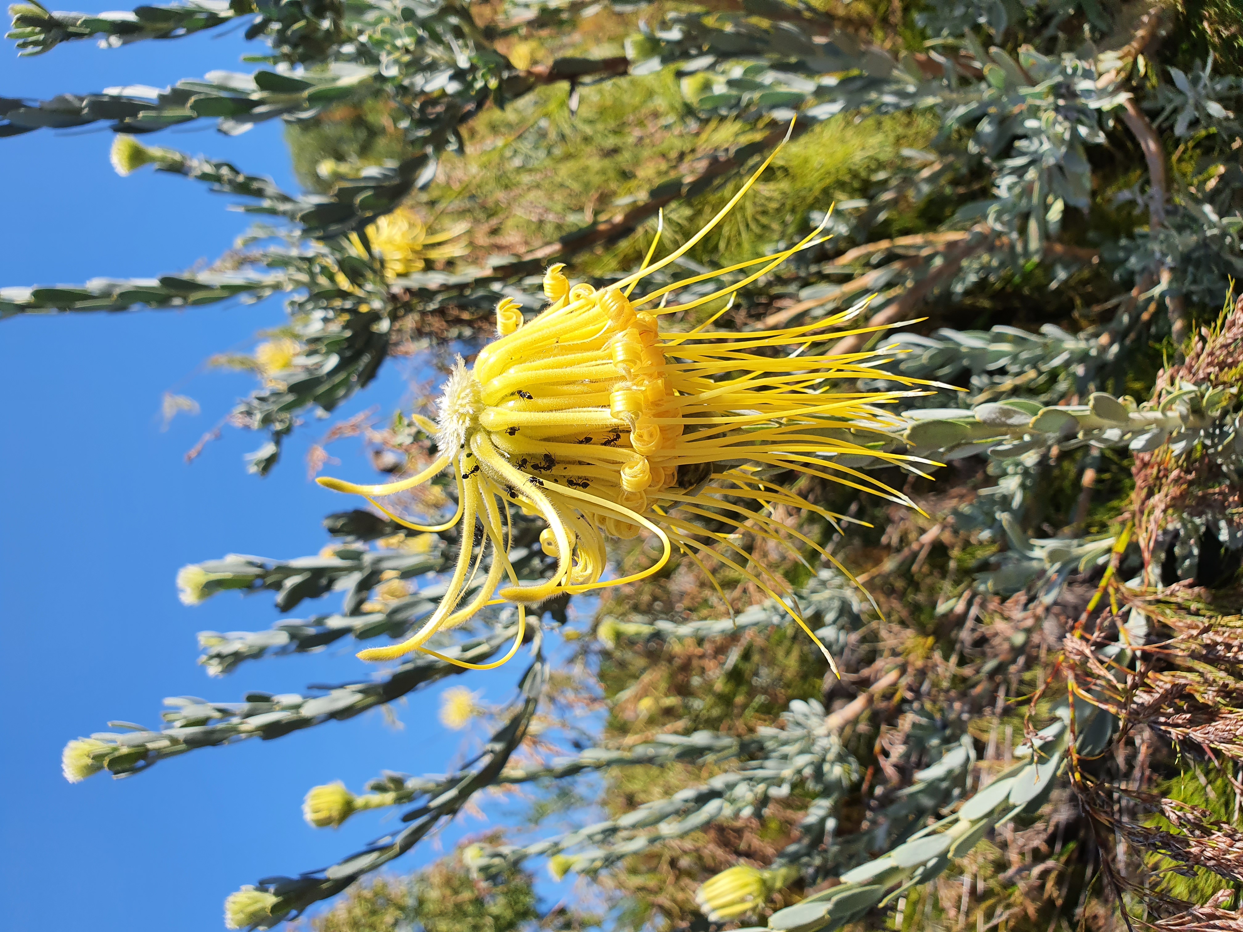 round 2 Rocket Pincushion Object Detection Dataset by Fynbos