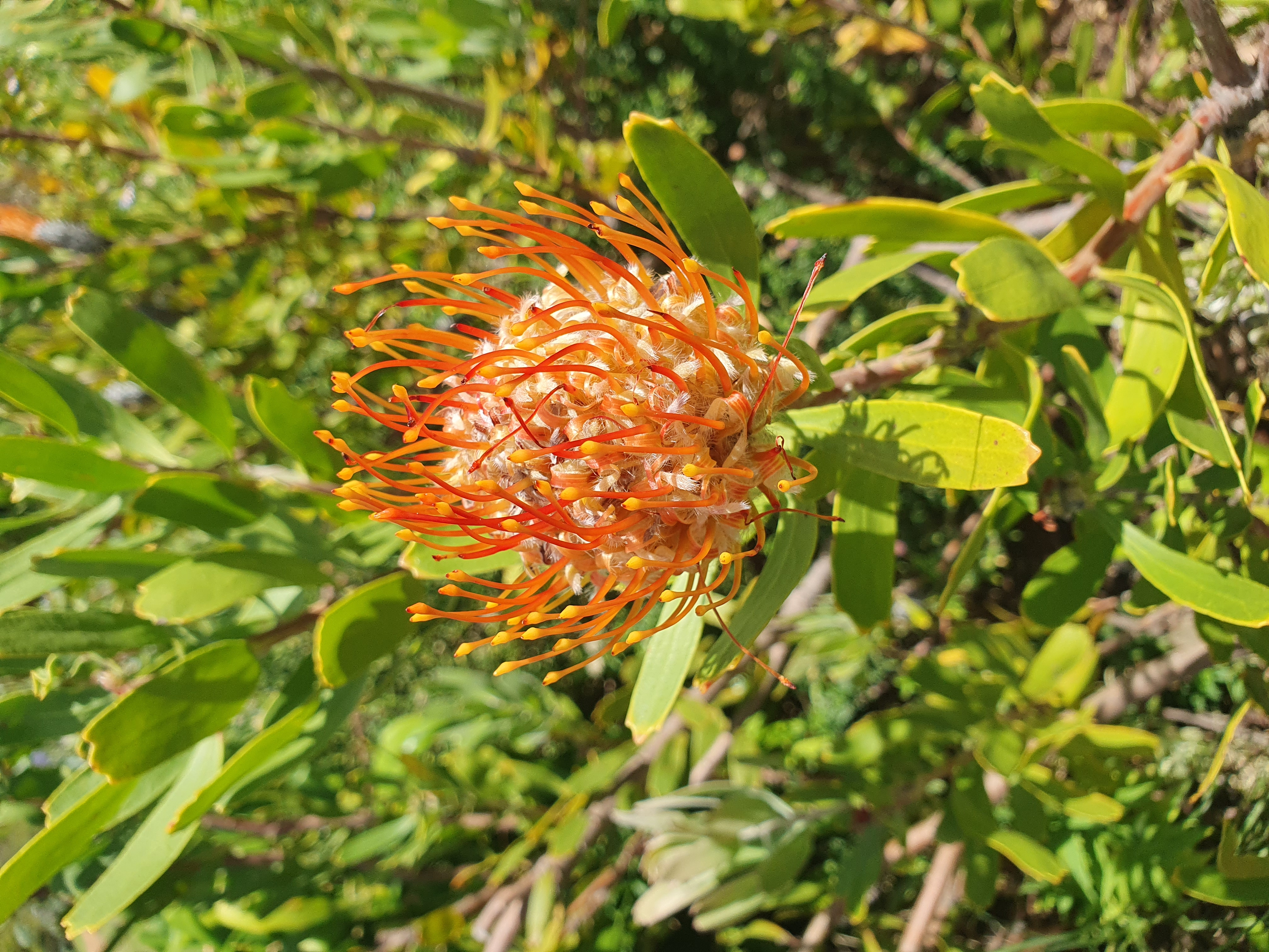 round 2 all species merged Object Detection Dataset by Fynbos