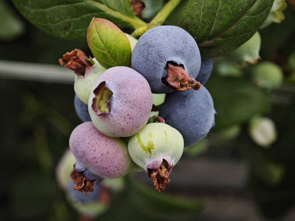 Blueberry Object Detection Model by Ning