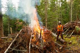 forest fire Object Detection Dataset by UAV