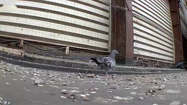 pigeons Object Detection Dataset by tomasprojects