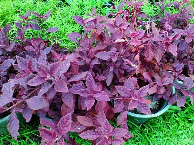 Plants Detection Object Detection Dataset And Pre Trained Model By Olgaripo