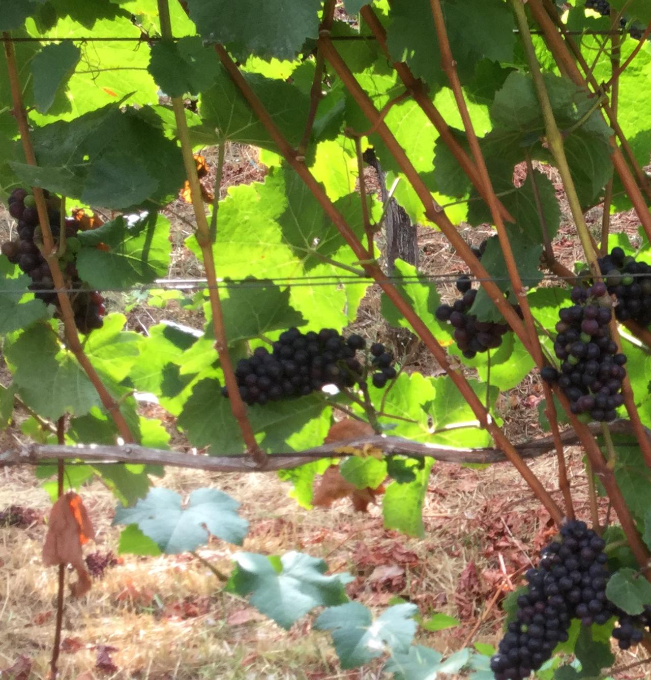 Workshop1-object-Detection Object Detection Dataset and Pre-Trained Model by Nattakit