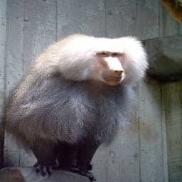 Baboon Object Detection Dataset by Casponyo