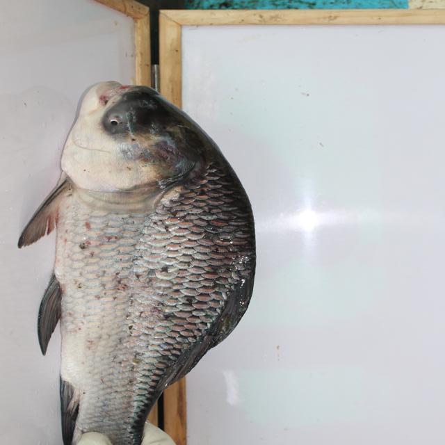 fish Object Detection Model by yago escada