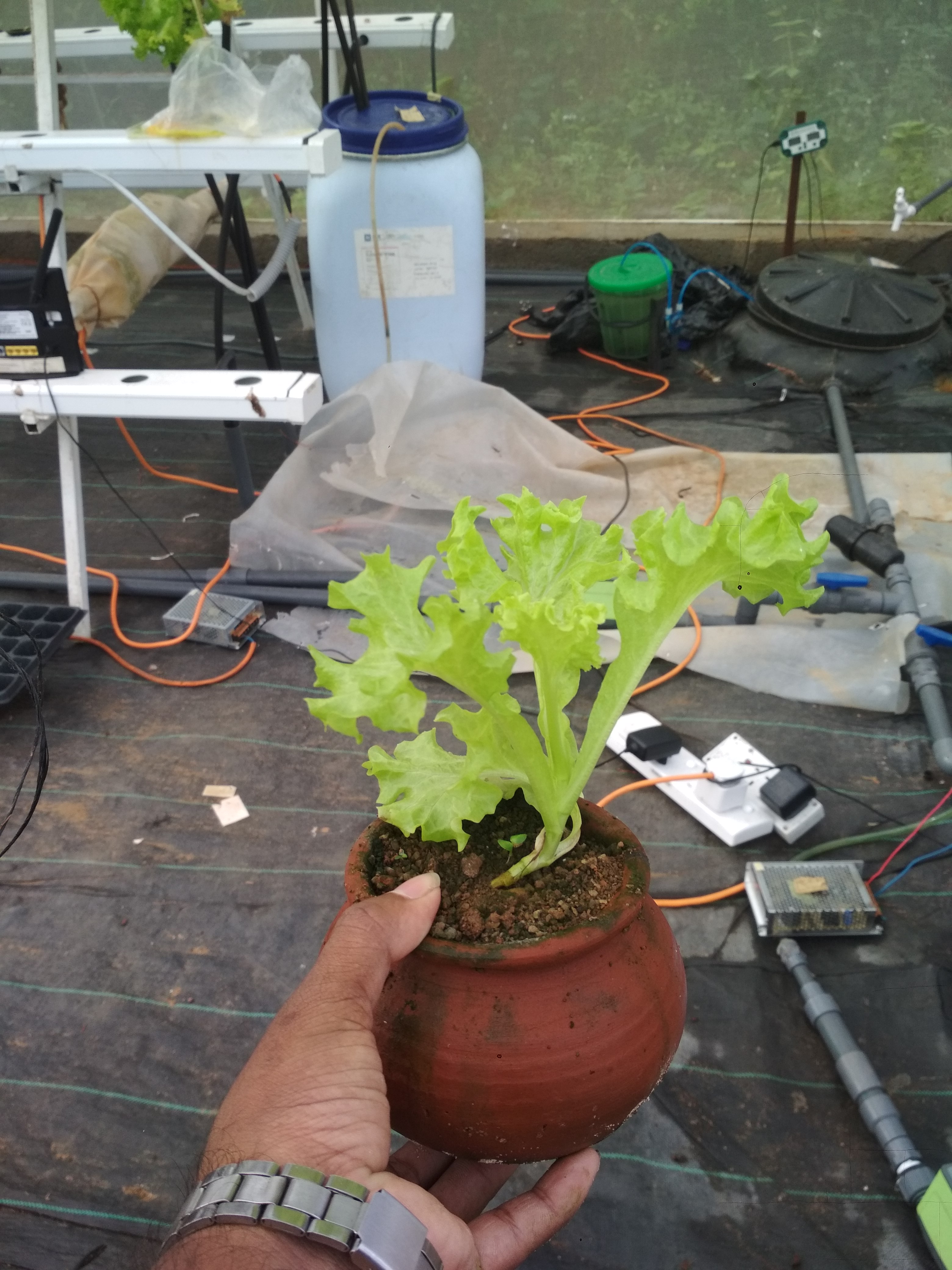 Lettuce Growth Detection Object Detection Model by YOLO v11