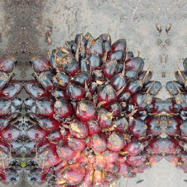 Image Classification And Fruit Counting Of Oil Palm Fruit Bunches
