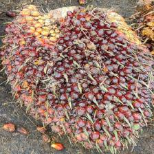 palm-fruit-ripeness-classificationcnn Classification Model by Palm ...