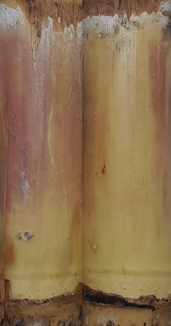 L2-DEMPET-R3 Classification Dataset by MEI12