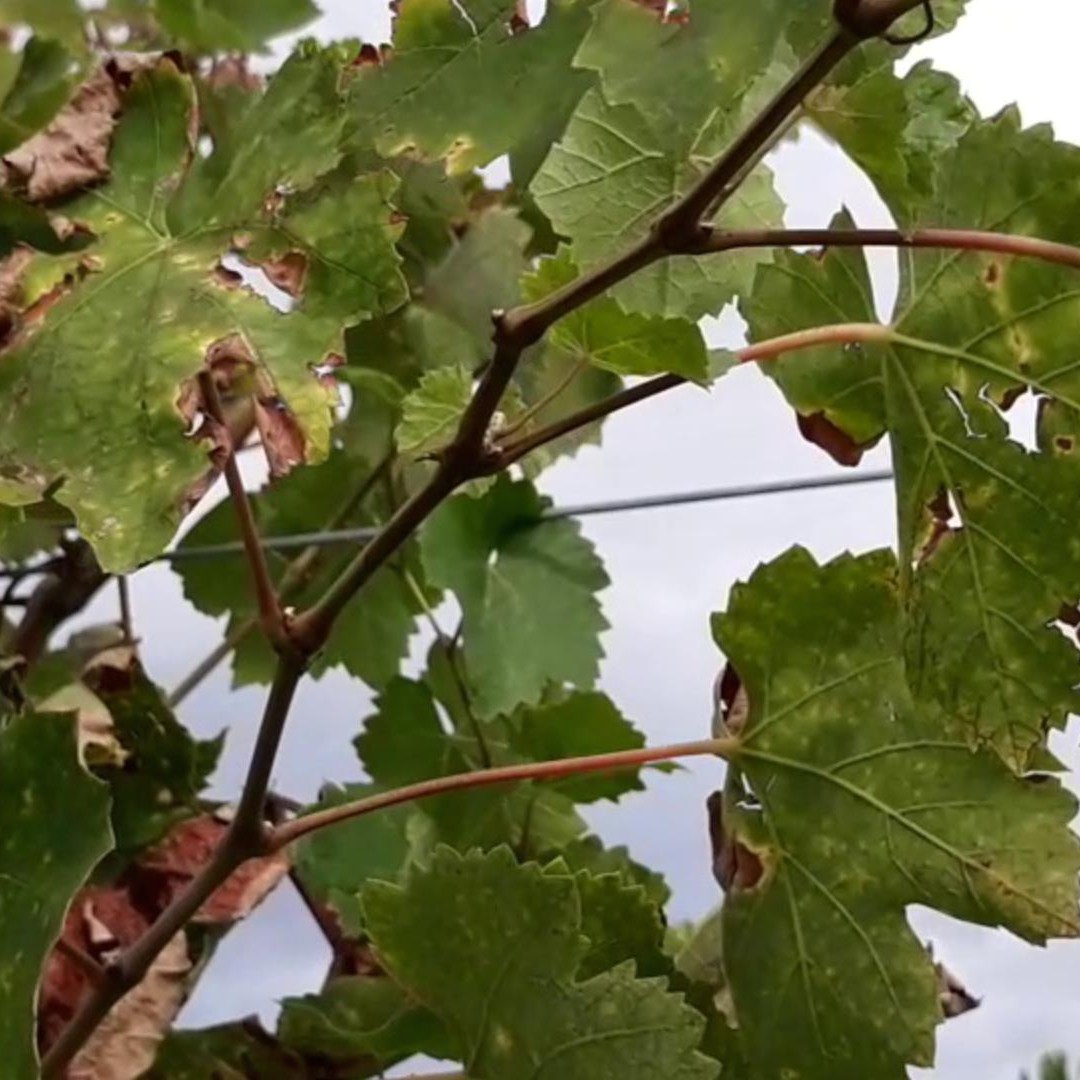 Grapes Object Detection Dataset by Firts Project