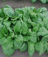 Spinach data Classification Dataset by SCD