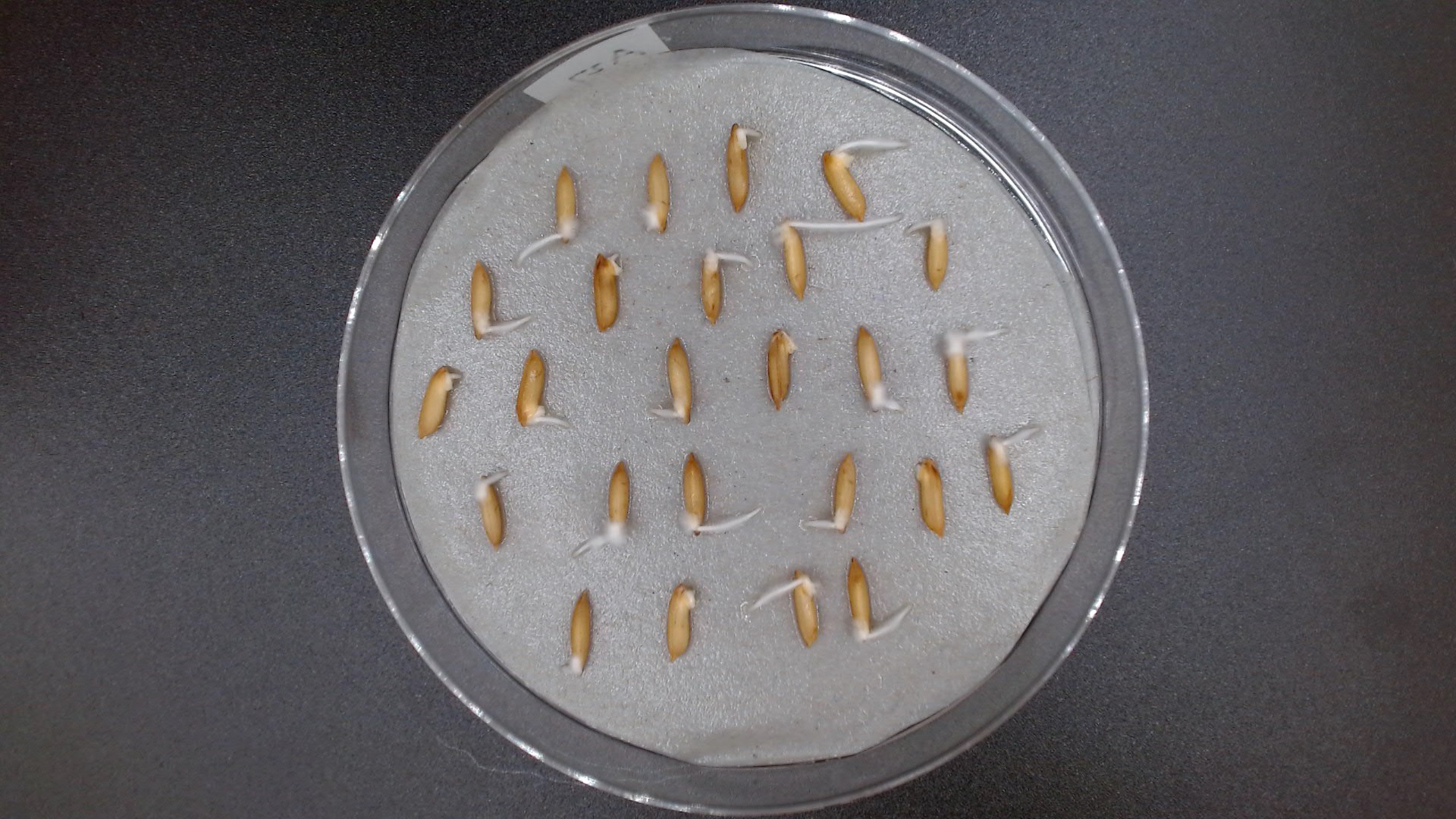 Rice Seed Viability Object Detection Dataset and Pre-Trained Model by ...