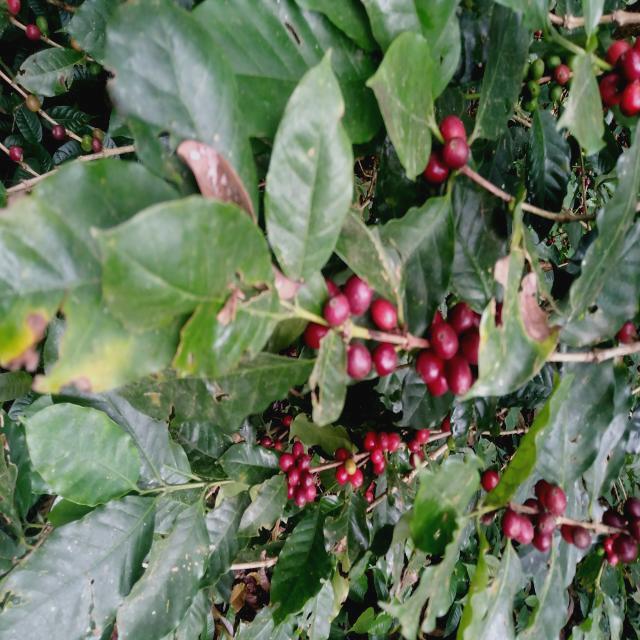 Caso Object Detection Dataset And Pre Trained Model By Unitec