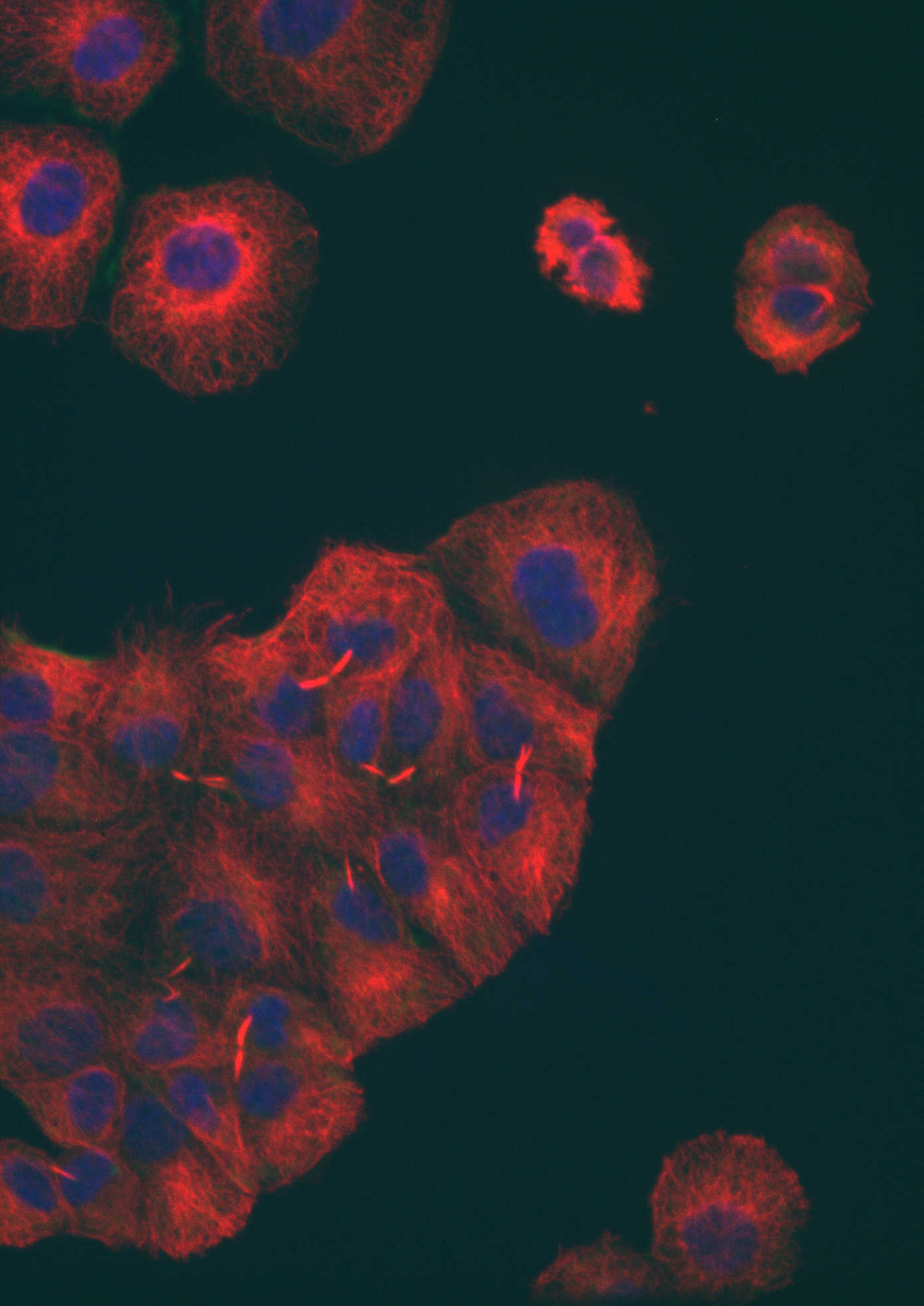 CellPose analysis Instance Segmentation Dataset by Cell Division