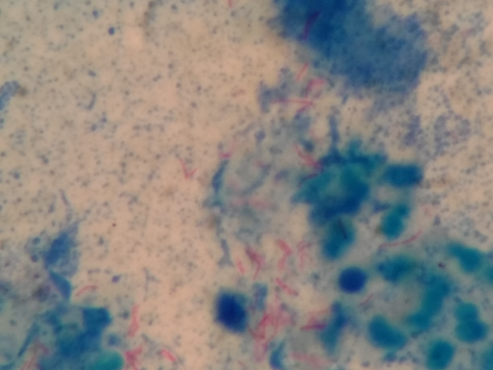 yolo1 Object Detection Model by SG