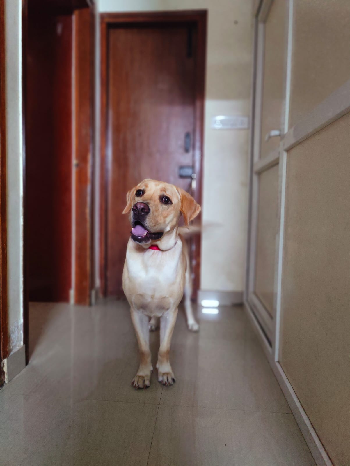 Dog-Labrador Object Detection Dataset and Pre-Trained Model by HGS