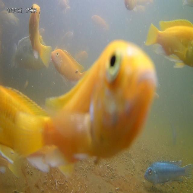 fish Instance Segmentation Model by fish