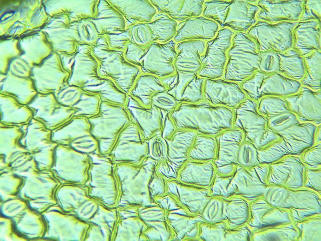 stomatomeg Instance Segmentation Dataset and Pre-Trained Model by new-workspace-0sqpn