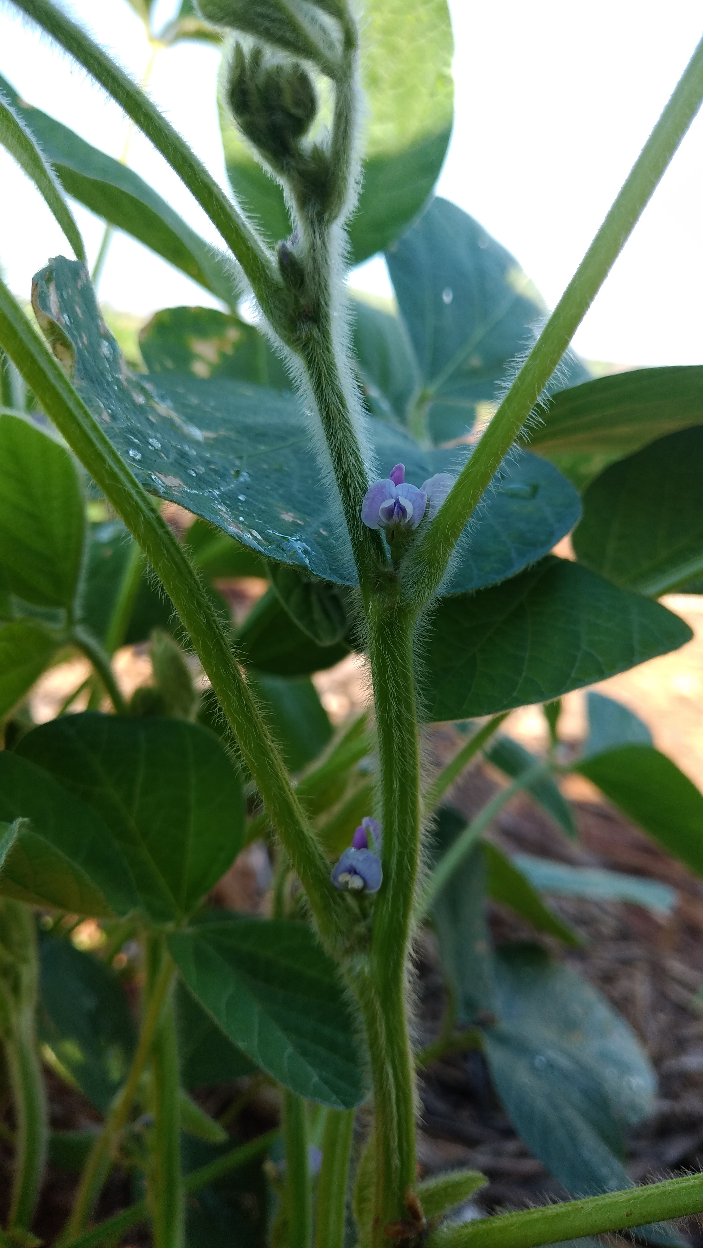 rotulagem - flores roxas Object Detection Dataset and Pre-Trained Model ...