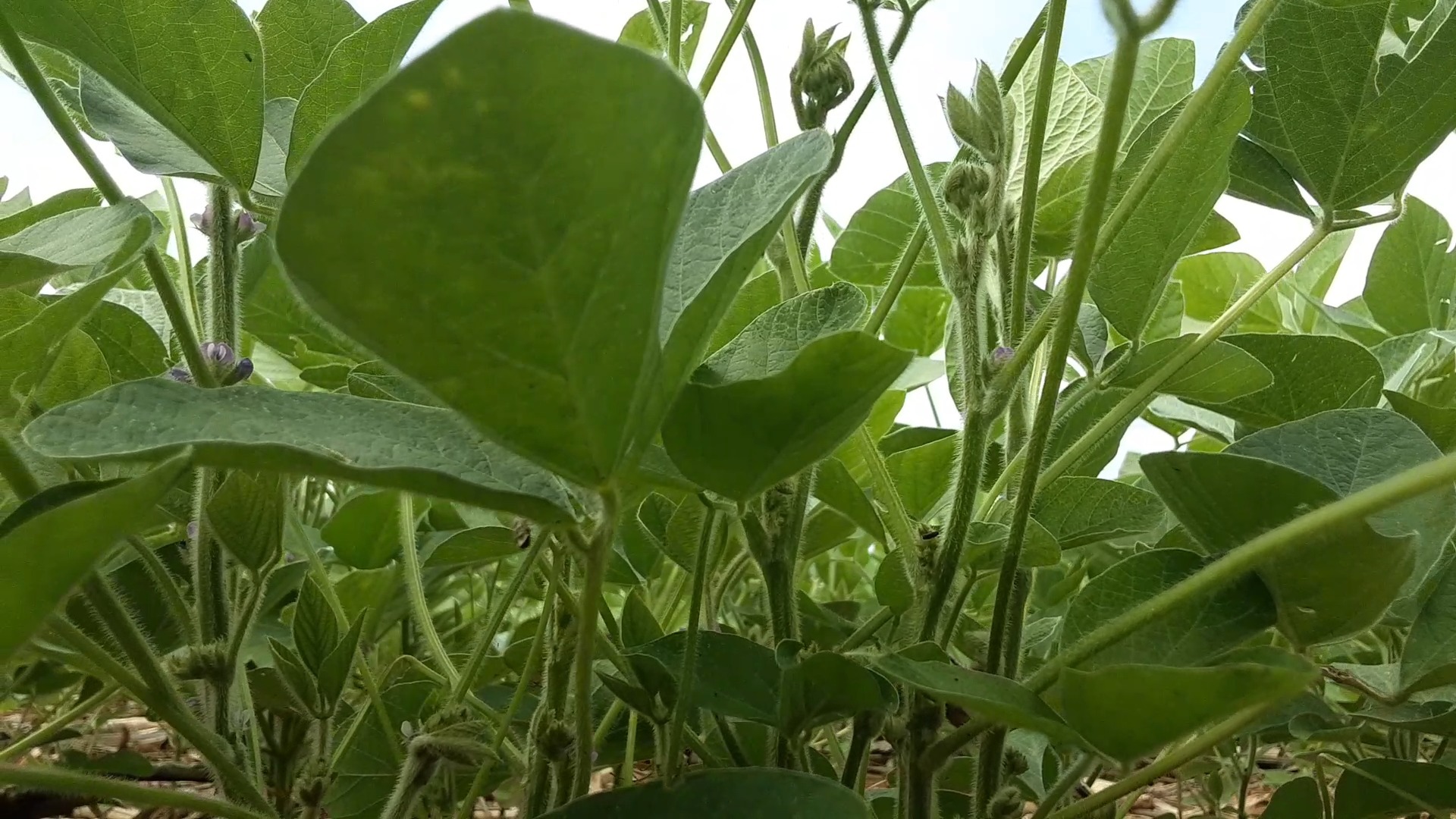 all_roxa_1000 Object Detection Dataset by GDM SEEDS