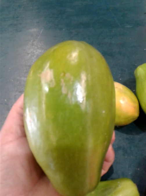 Papaya Diseases Detection Object Detection Dataset by PAPAYA CLASSIFICATION