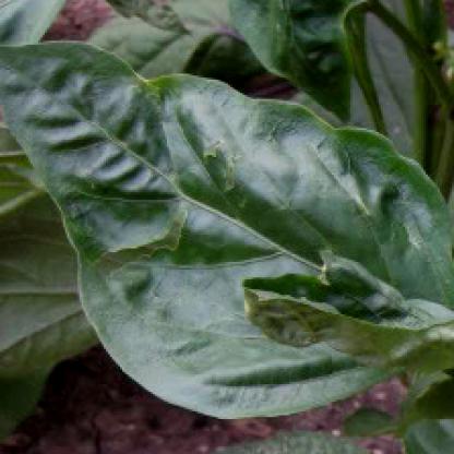 plant leaf Object Detection Dataset and Pre-Trained Model by Hydrophonics