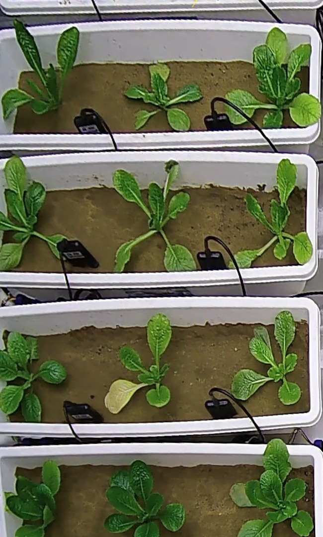 plant (plant-txvrf) - Roboflow Universe