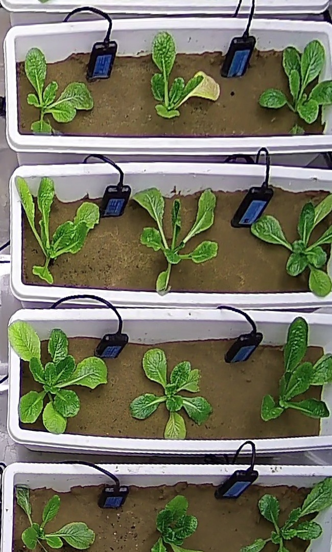 NPK Object Detection Dataset by plant