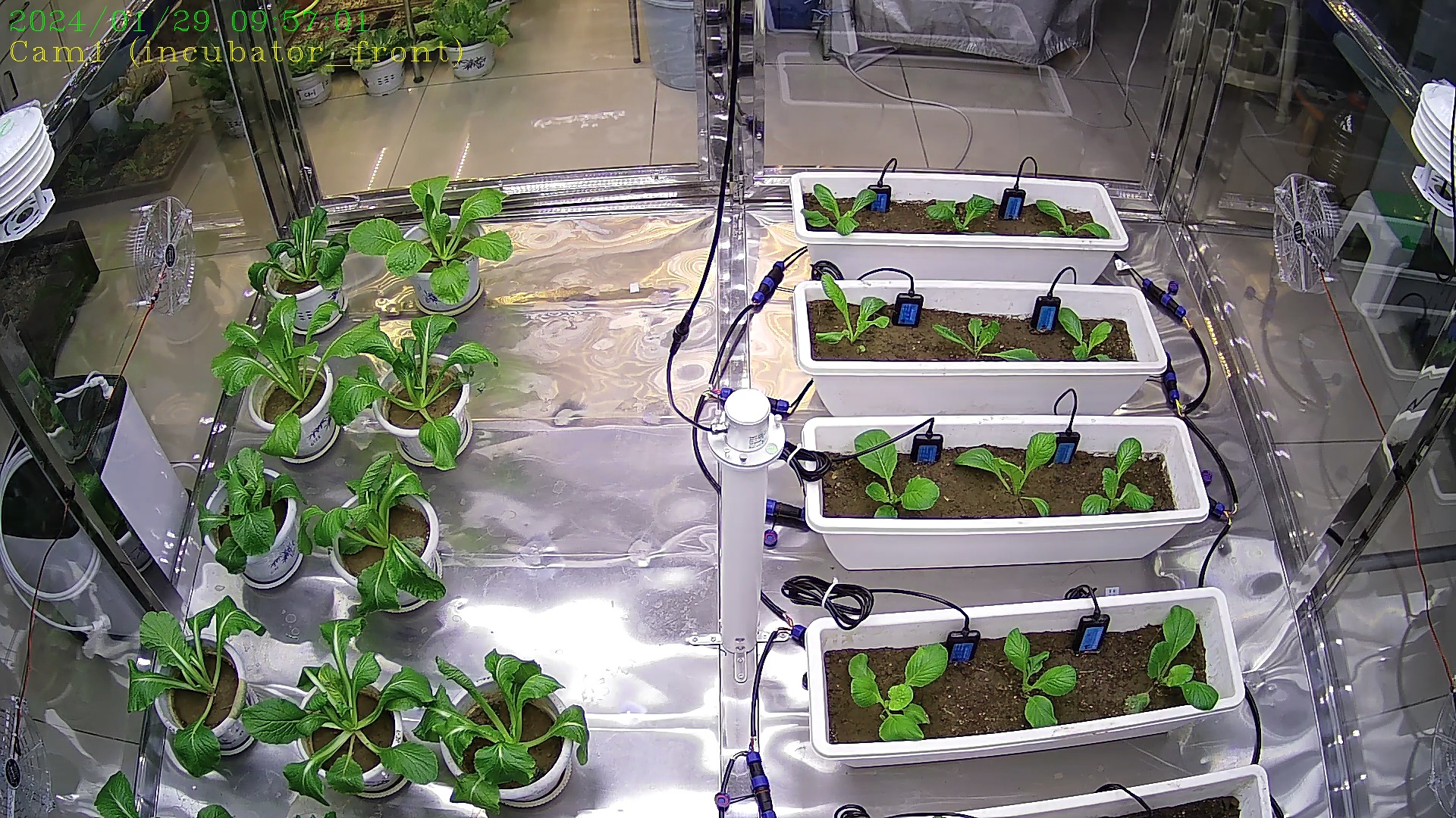 VOC_cabbage Object Detection Dataset and Pre-Trained Model by plant