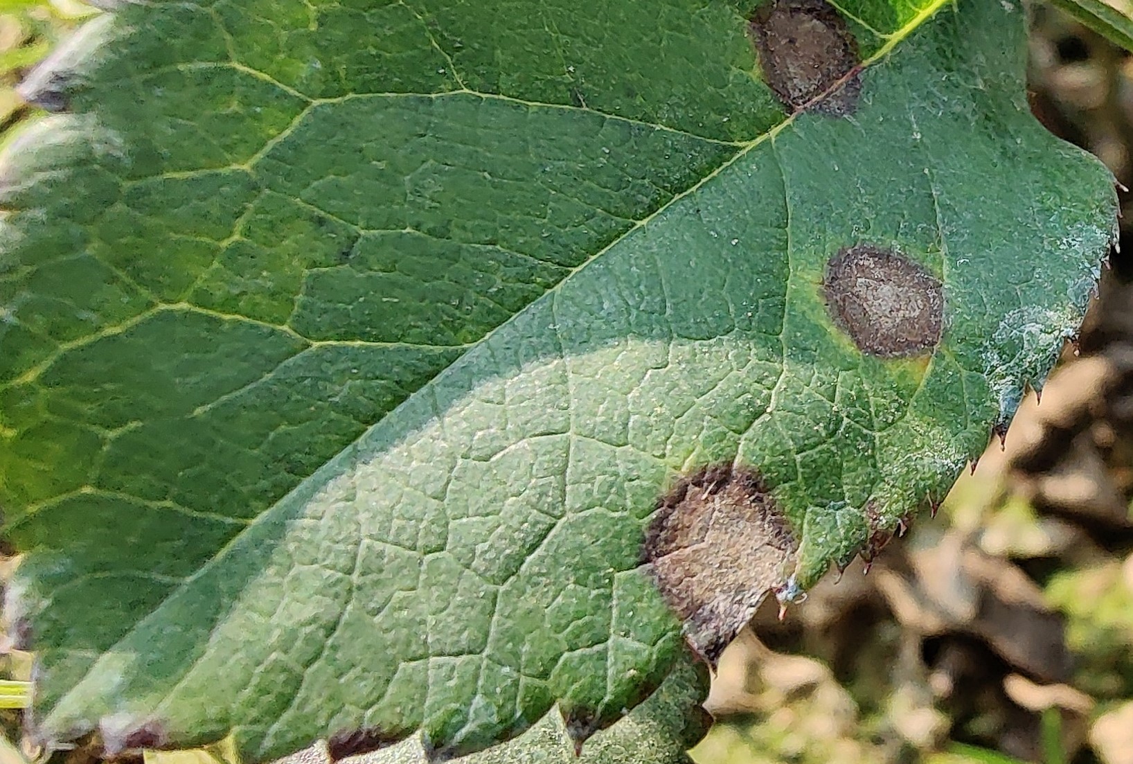rose leaf diseases Object Detection Model by rose leaf diseases