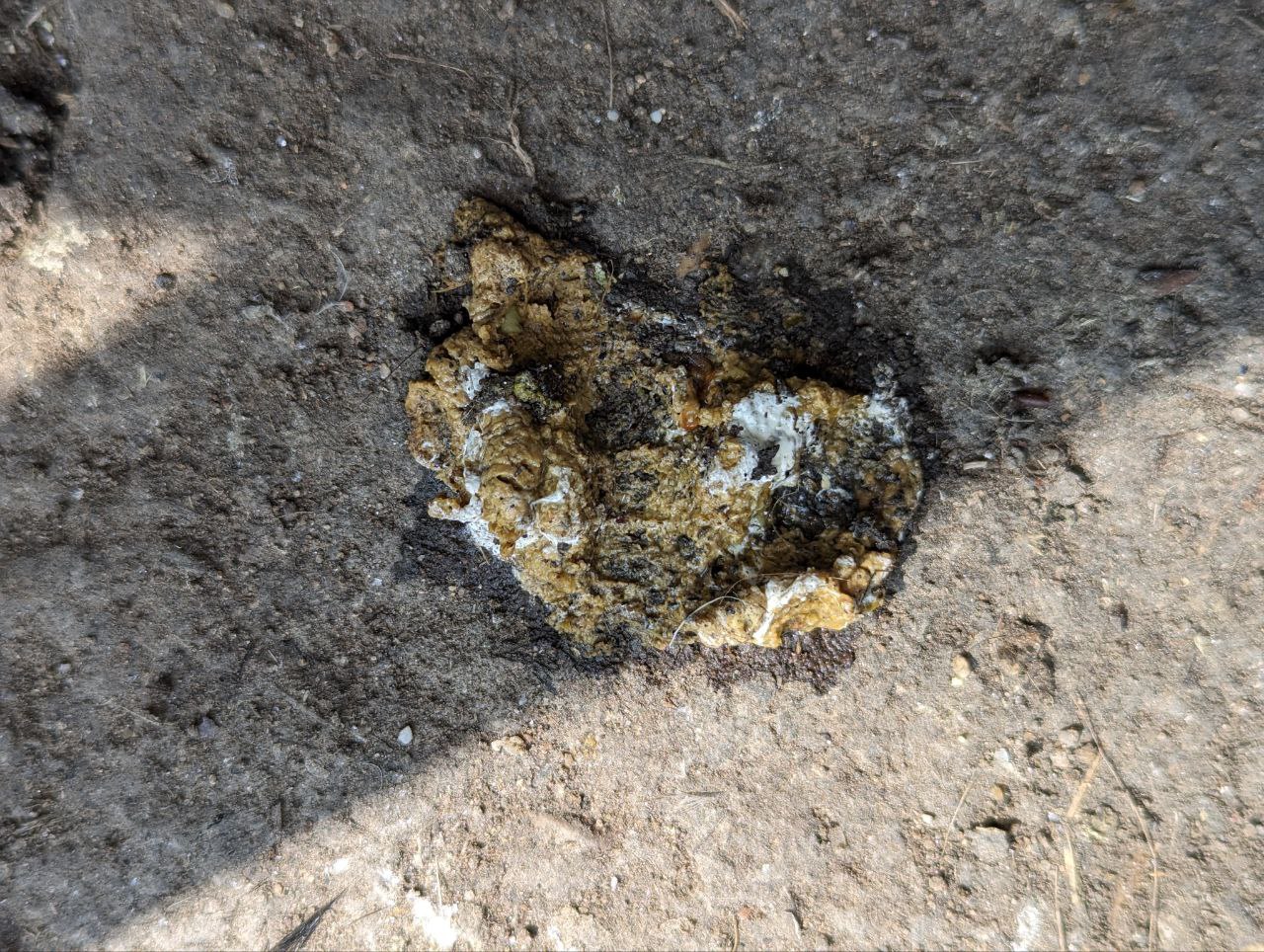 fecal samples Object Detection Dataset by Madhu