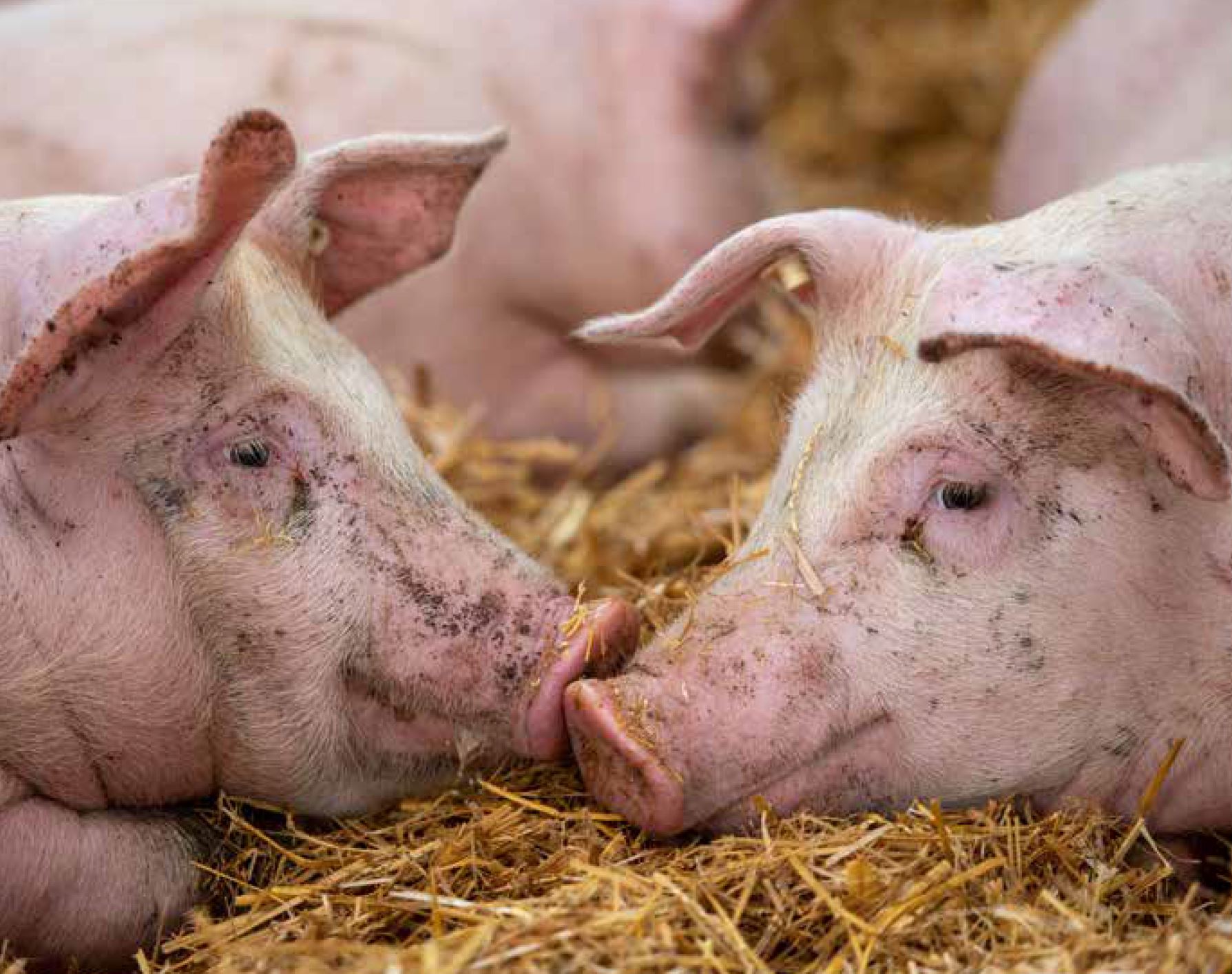 PIGING Object Detection Model by Robotics CTRL Freaks