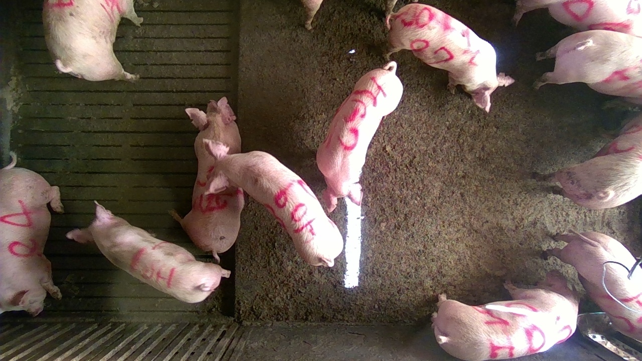 pig_count Object Detection Dataset by Katsuhiro Miyazaki