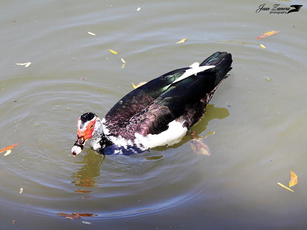 Duck Object Detection Dataset and Pre-Trained Model by Guangdong University of Foreign Studies