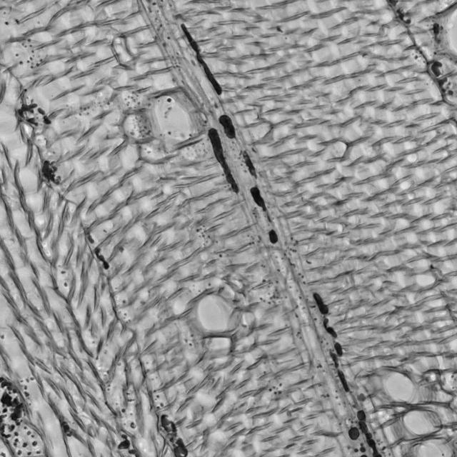 UF Project - Roboflow Universe