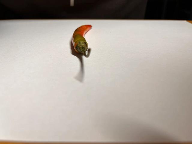 Chili Pepper V2 Object Detection Dataset By Chili Schotter